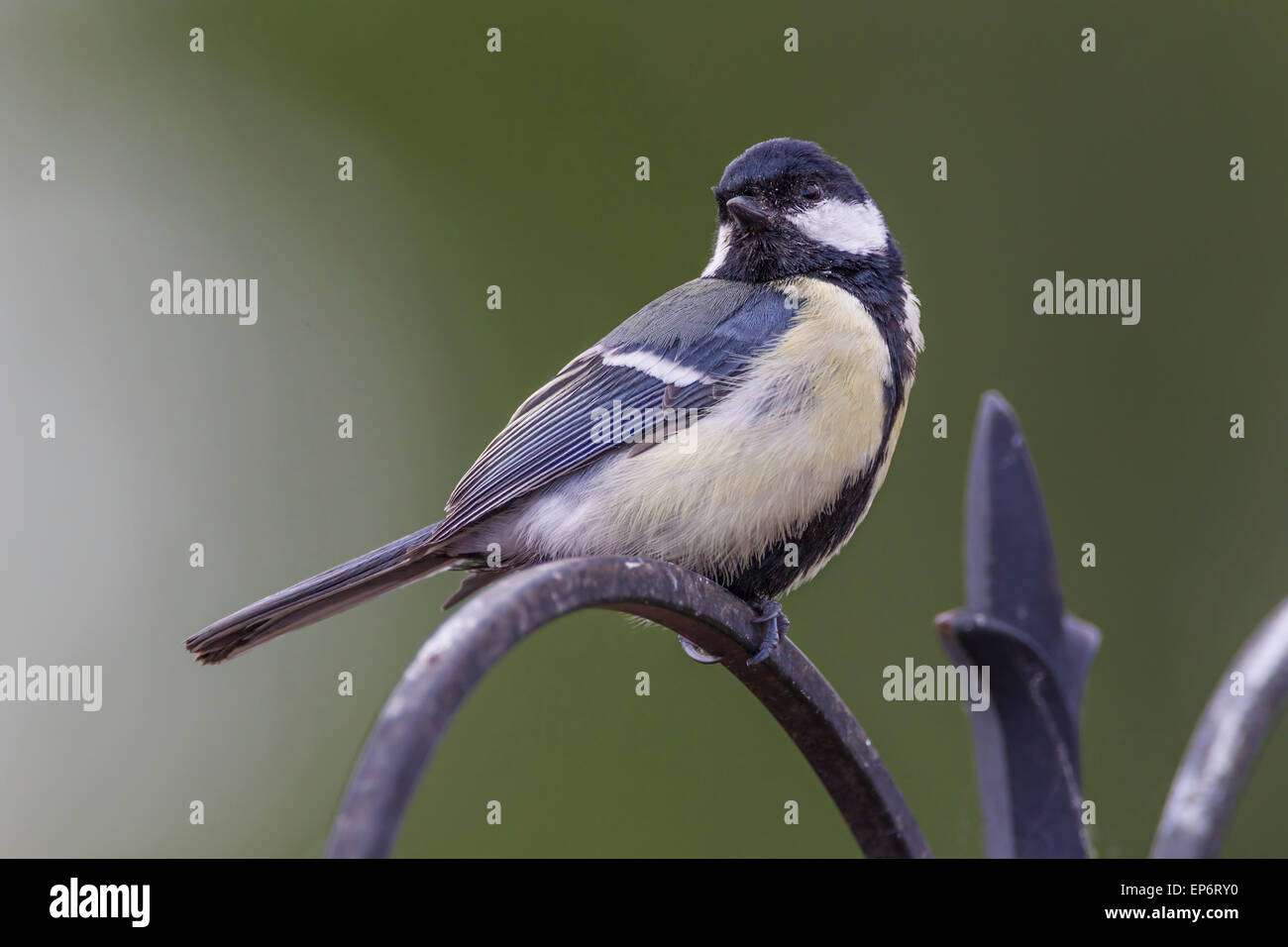 Great Tit Parus major (Paridae Stock Photo - Alamy