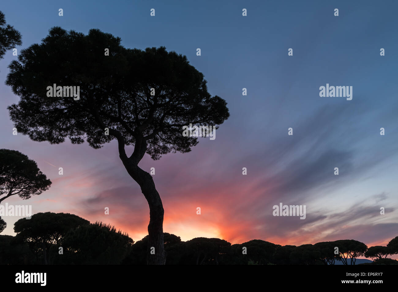 Italian sunset on the background of pines Stock Photo - Alamy