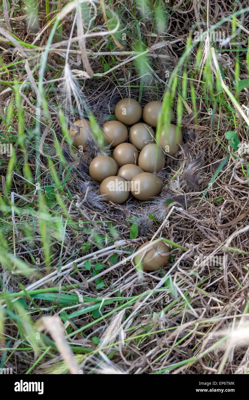 Pheasant nest hi-res stock photography and images - Alamy