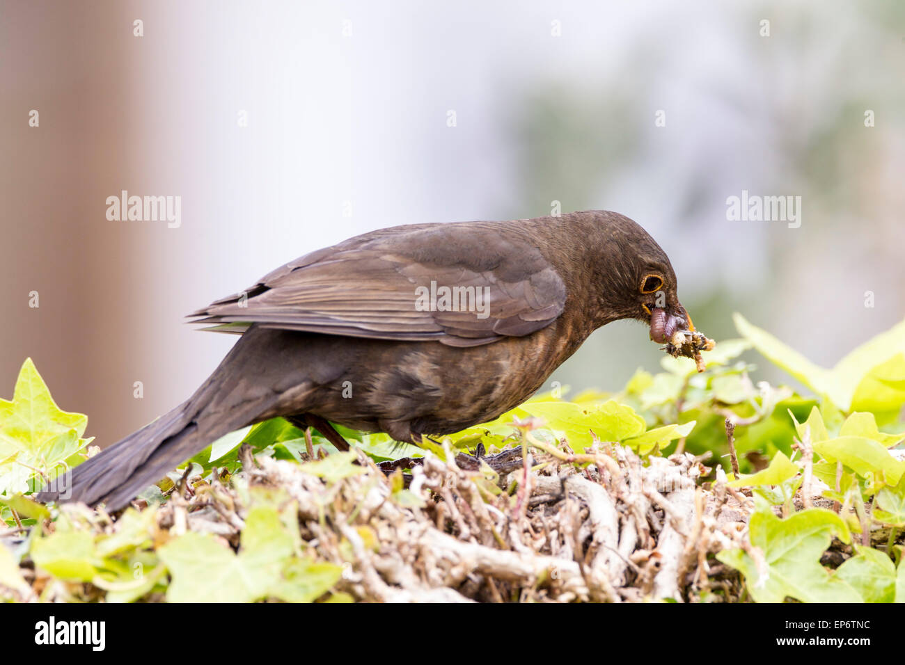 Blackbird. Turdus merula (Turdidae) Female Stock Photo - Alamy