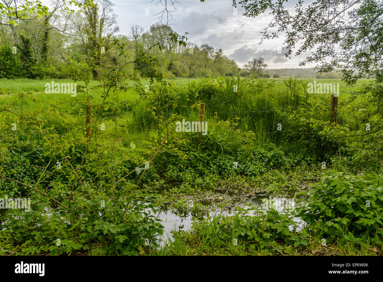 Water grass field hi-res stock photography and images - Alamy