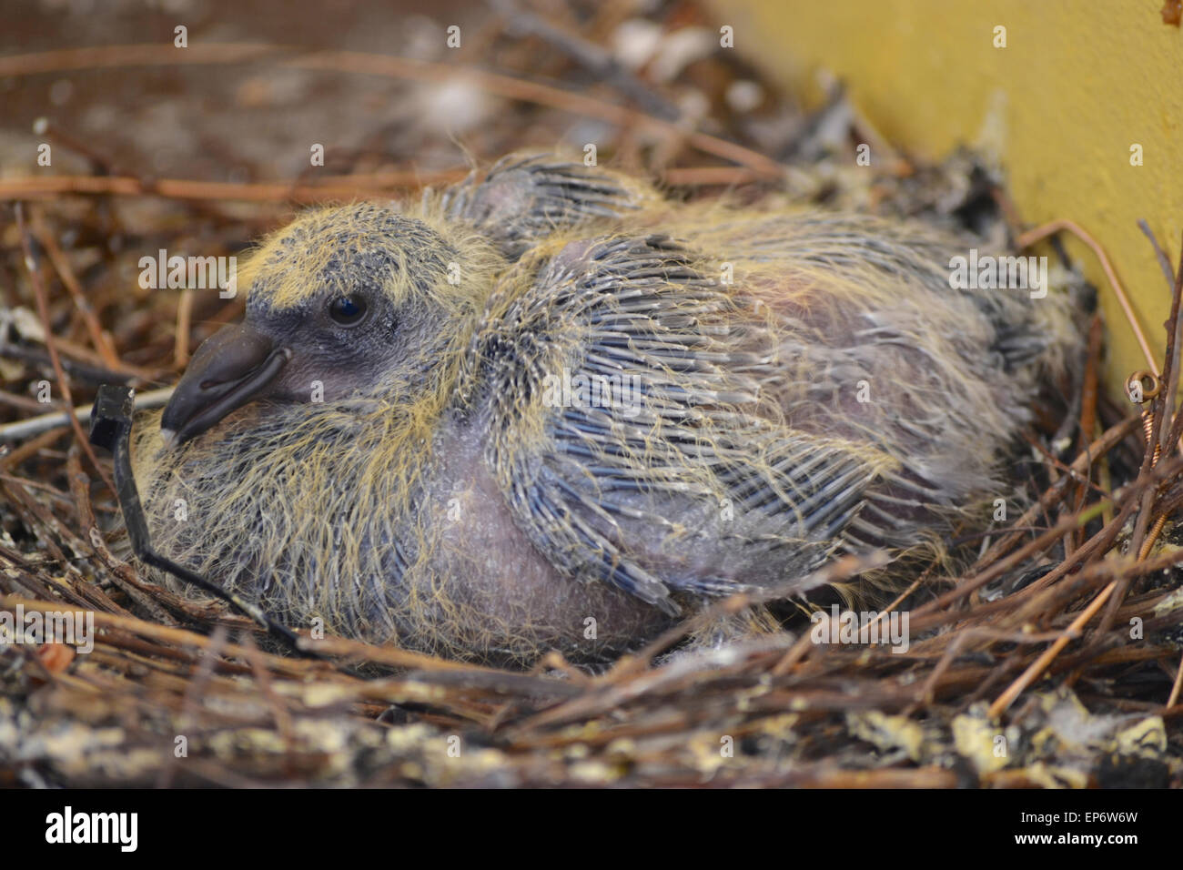 Pigeon chicks hi-res stock photography and images - Alamy