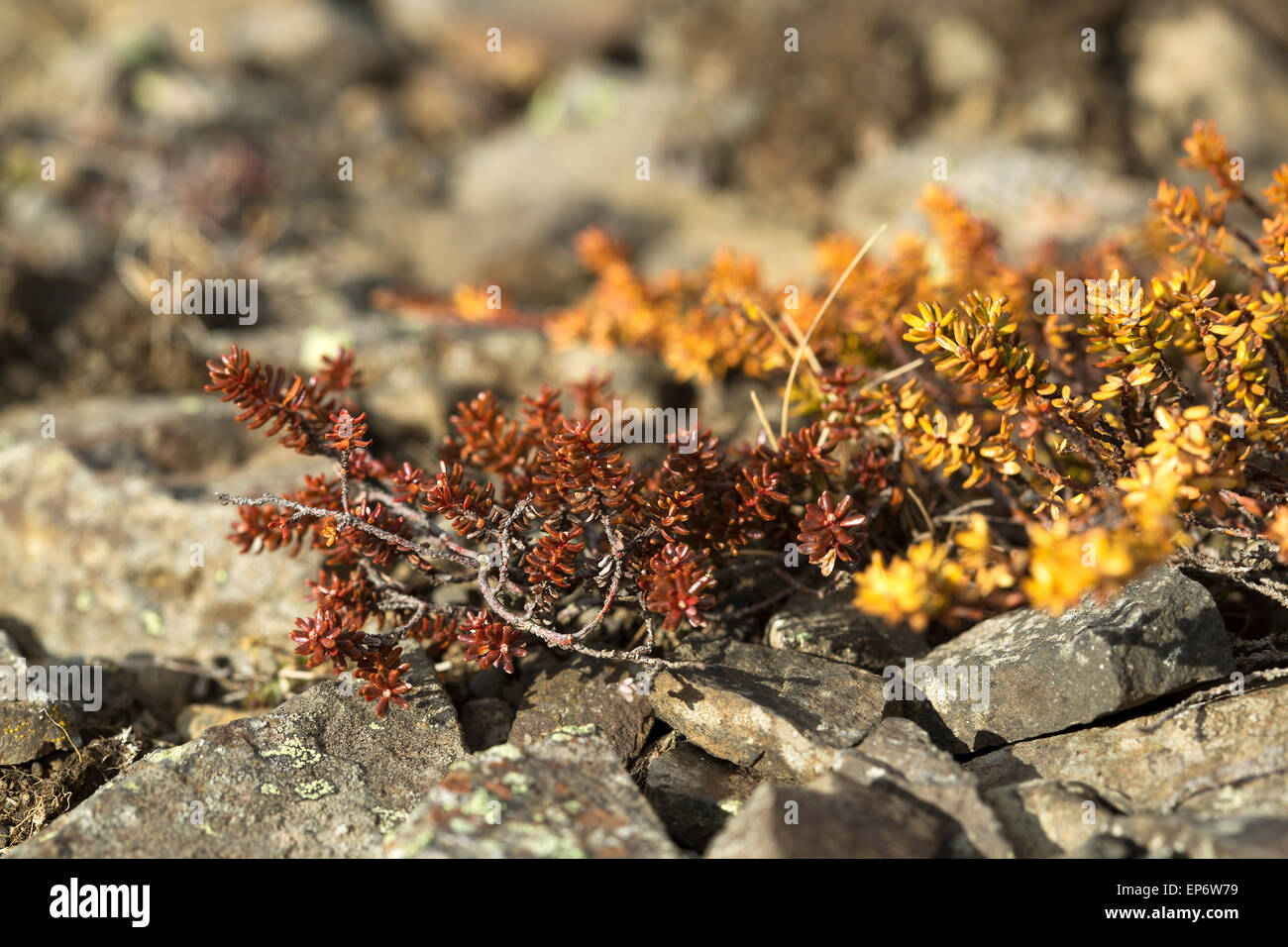 Red and brown shrubs in spring Stock Photo - Alamy