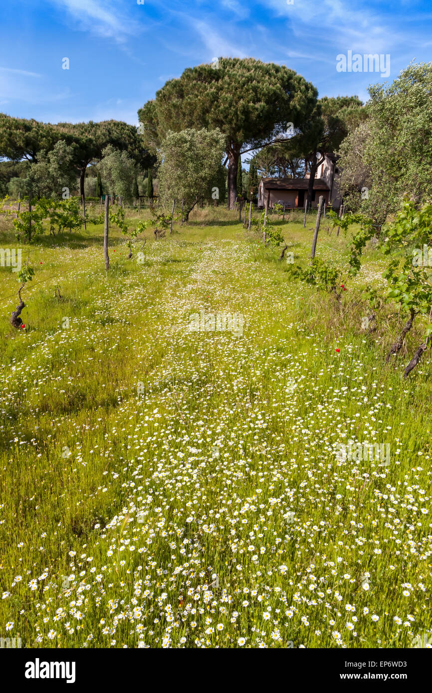 field of camomiles Stock Photo - Alamy