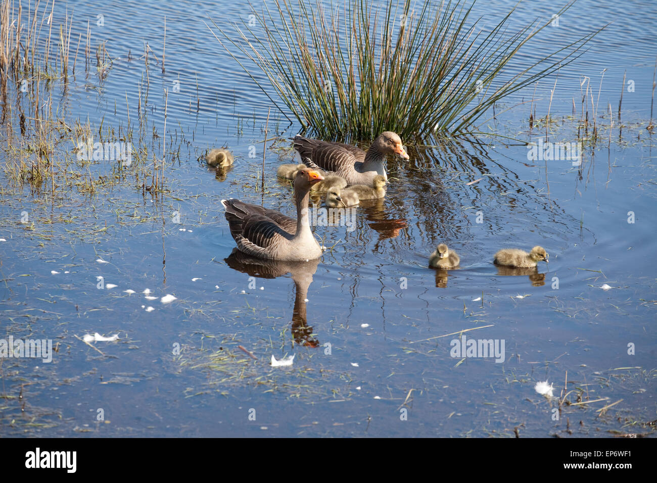 Grey Goose waterfowl Stock Photo - Alamy