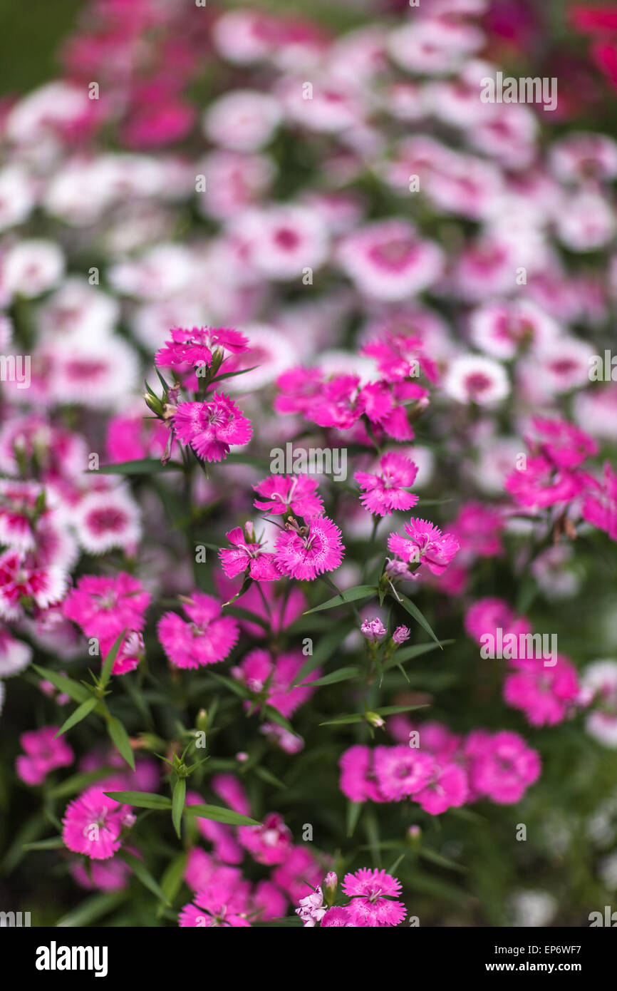 Pinc young flowers growing in green farm field Stock Photo - Alamy