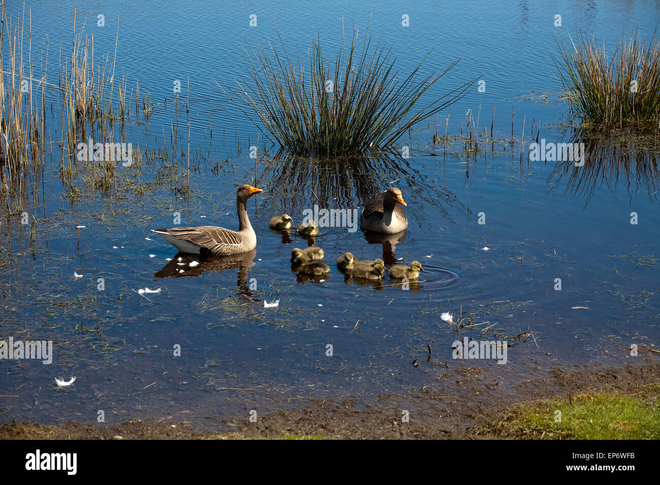 Grey Goose waterfowl Stock Photo - Alamy