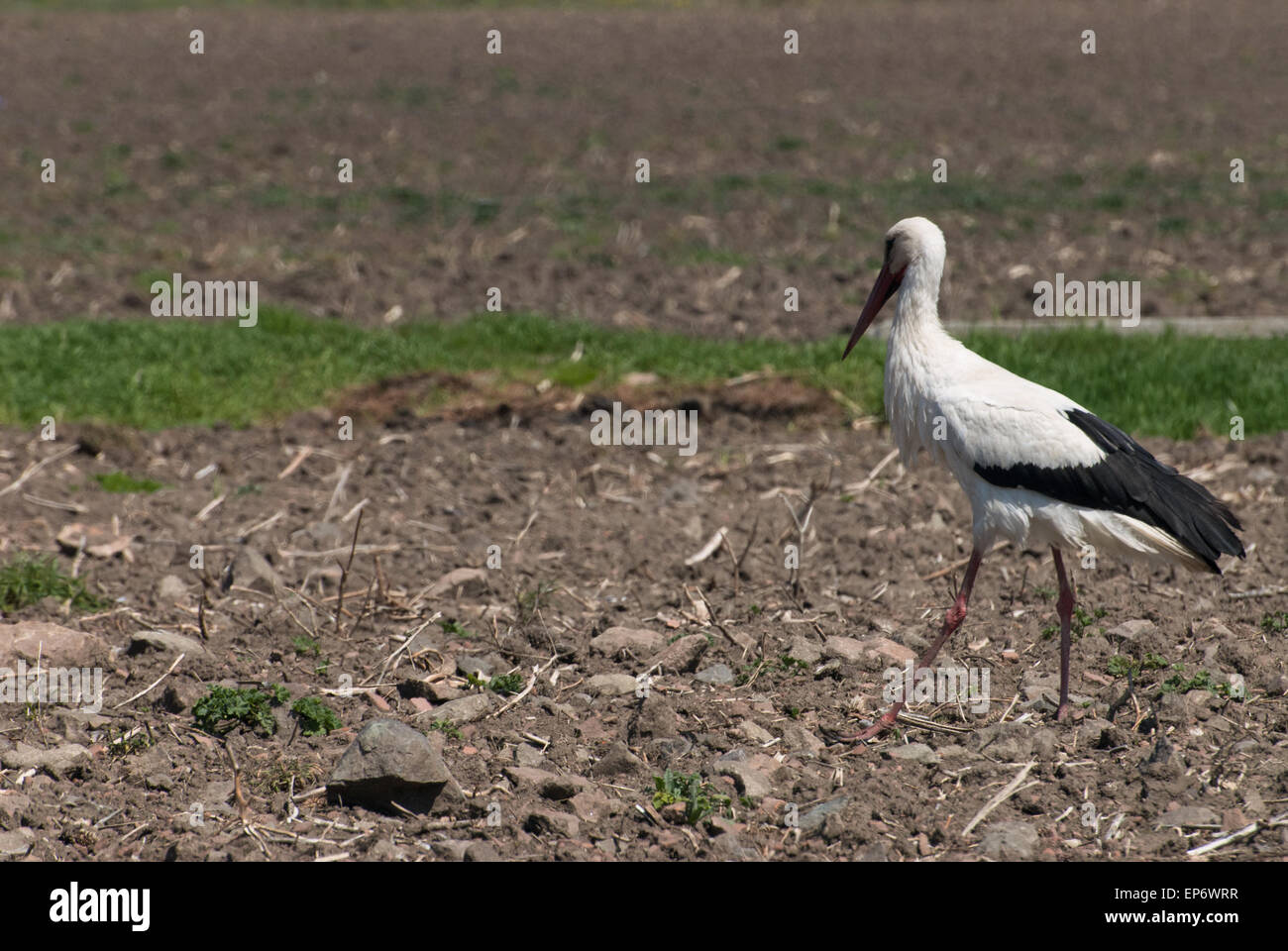 White stork in search of food Stock Photo - Alamy