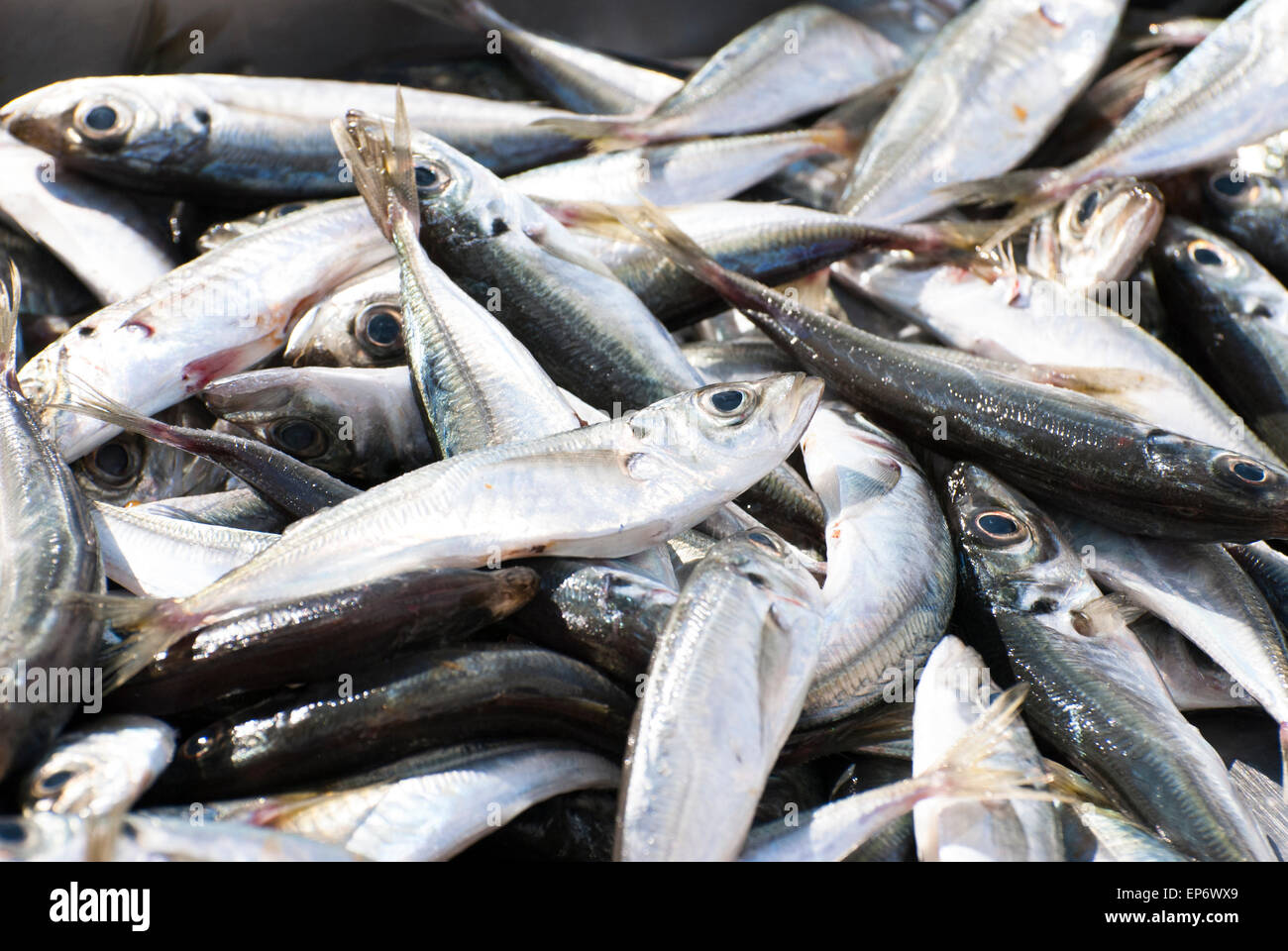 Fresh fish catch - food ingredients Stock Photo - Alamy