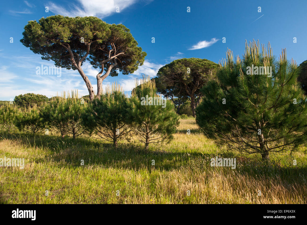 Italian stone pine Stock Photo - Alamy