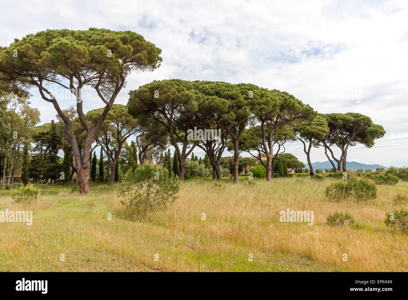 Italian stone pine Stock Photo - Alamy
