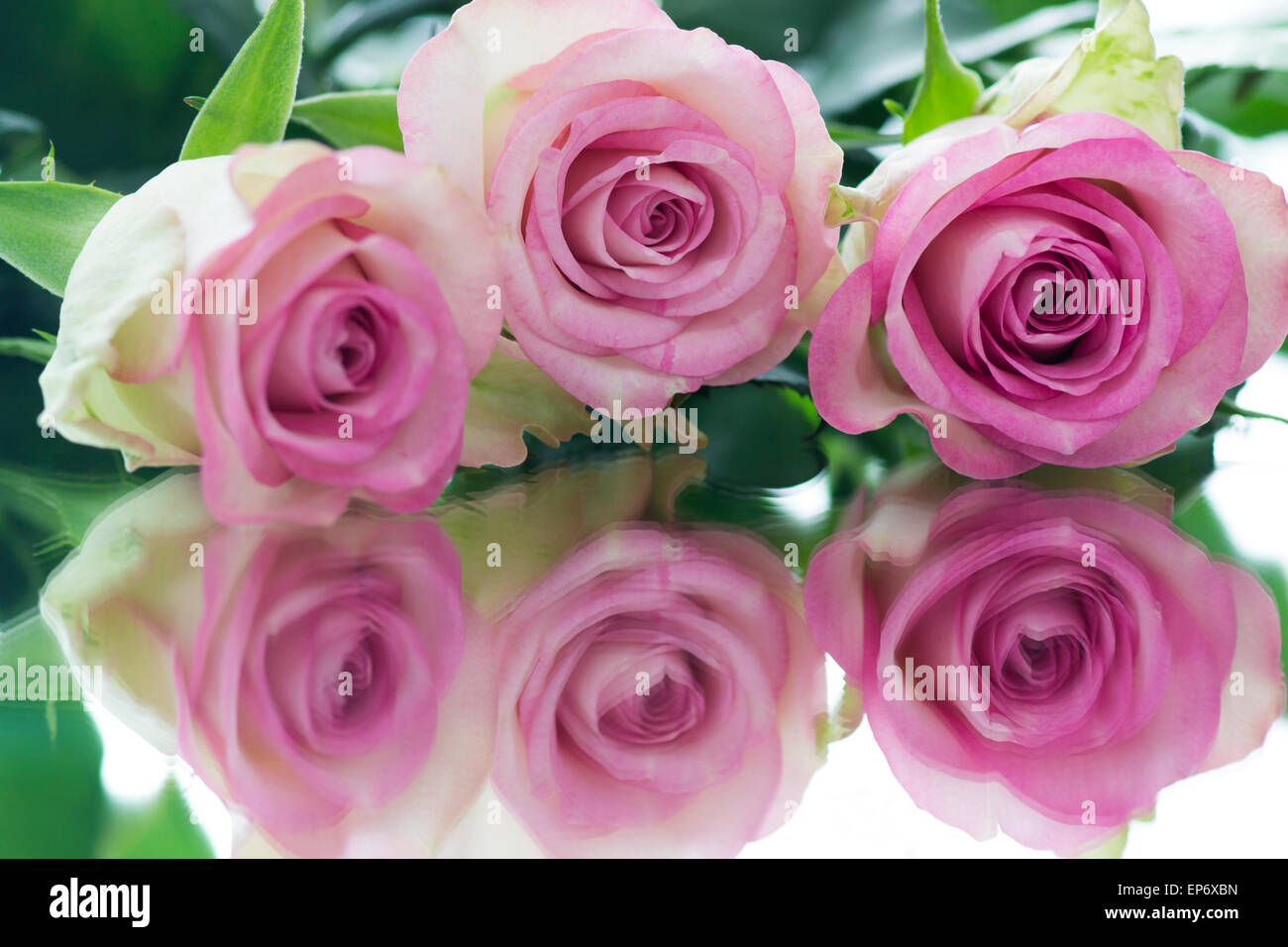 Roses on a mirror Stock Photo - Alamy