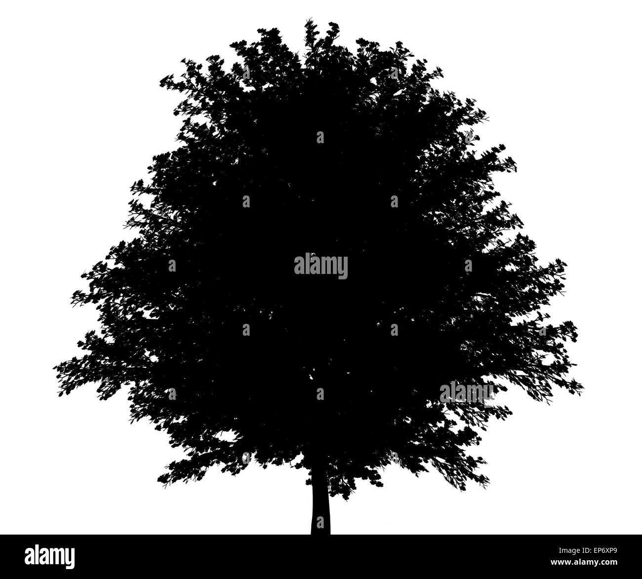 Acer rubrum Black and White Stock Photos & Images - Alamy