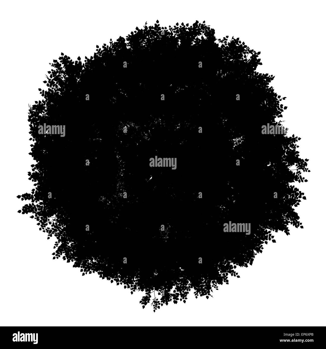 Lime tree silhouette hi-res stock photography and images - Alamy