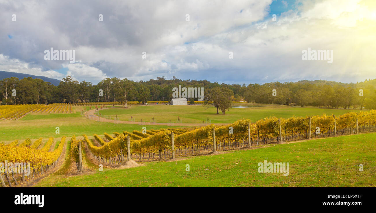 Table grapes of australia hi-res stock photography and images - Alamy