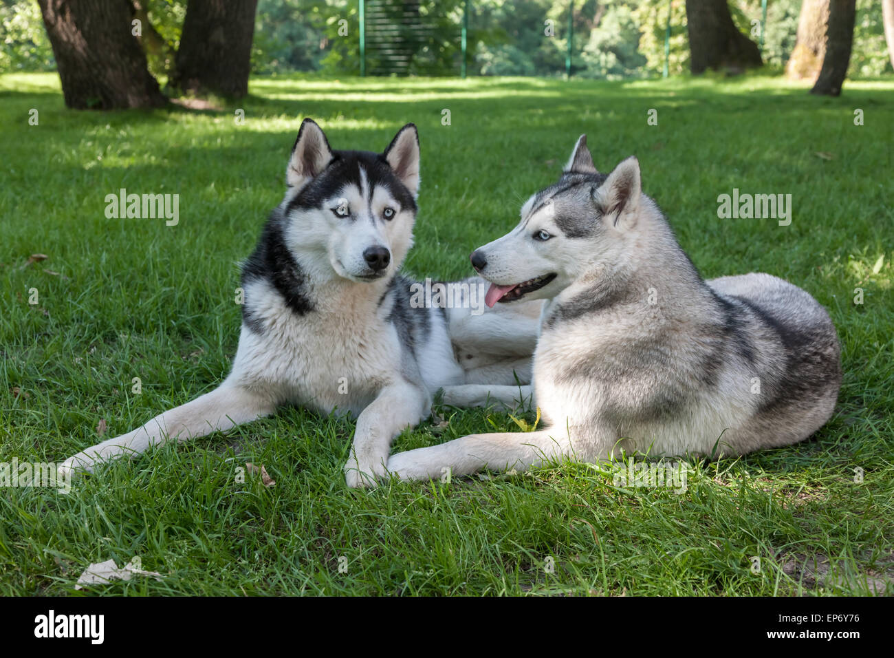 Portrait of two dogs - Siberian Husky Stock Photo - Alamy