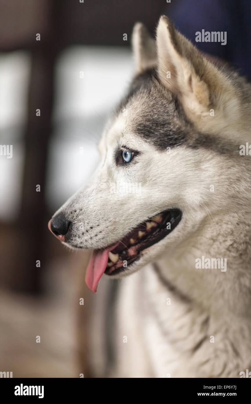Portrait of Siberian Husky Stock Photo - Alamy