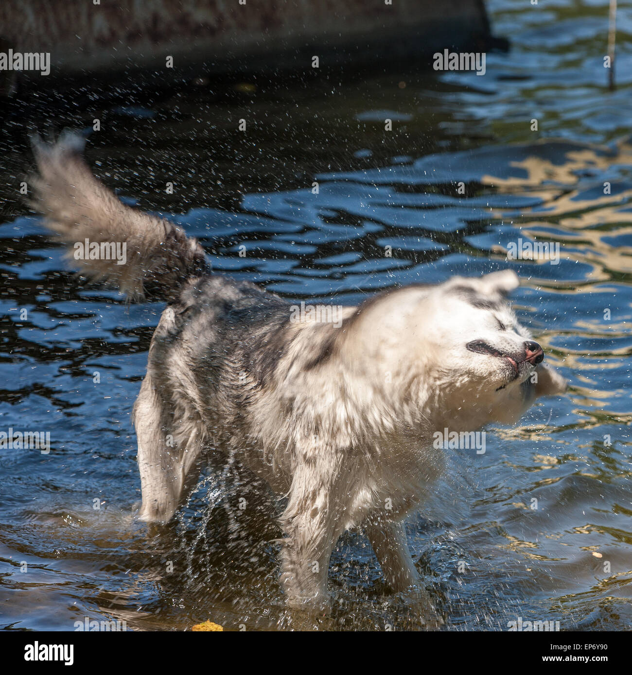 siberian husky outdoor Stock Photo - Alamy