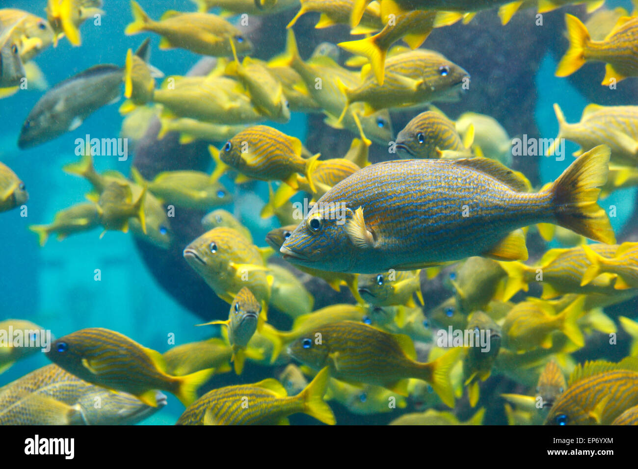 Underwater fish atlantis hi-res stock photography and images - Alamy