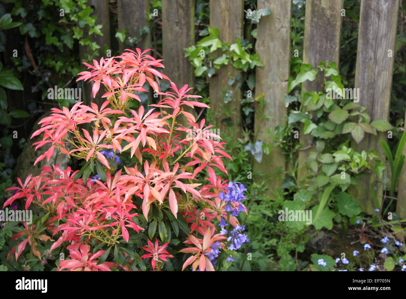 japanese peris Pieris japonica in west penwith cornwall Stock Photo - Alamy