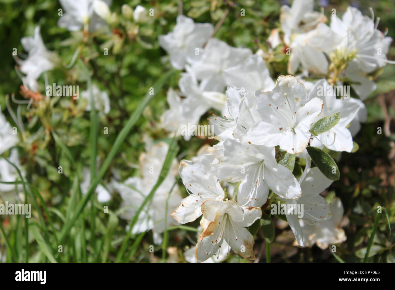 Rhododendron simsii Planch.Azalea Stock Photo - Alamy
