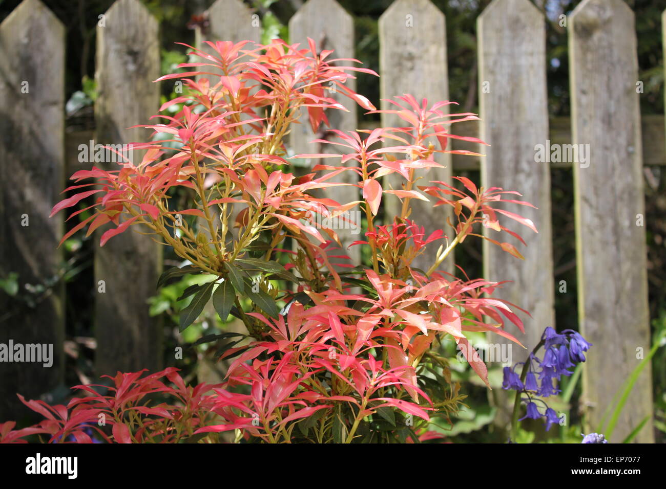 japanese peris Pieris japonica in west penwith cornwall Stock Photo - Alamy