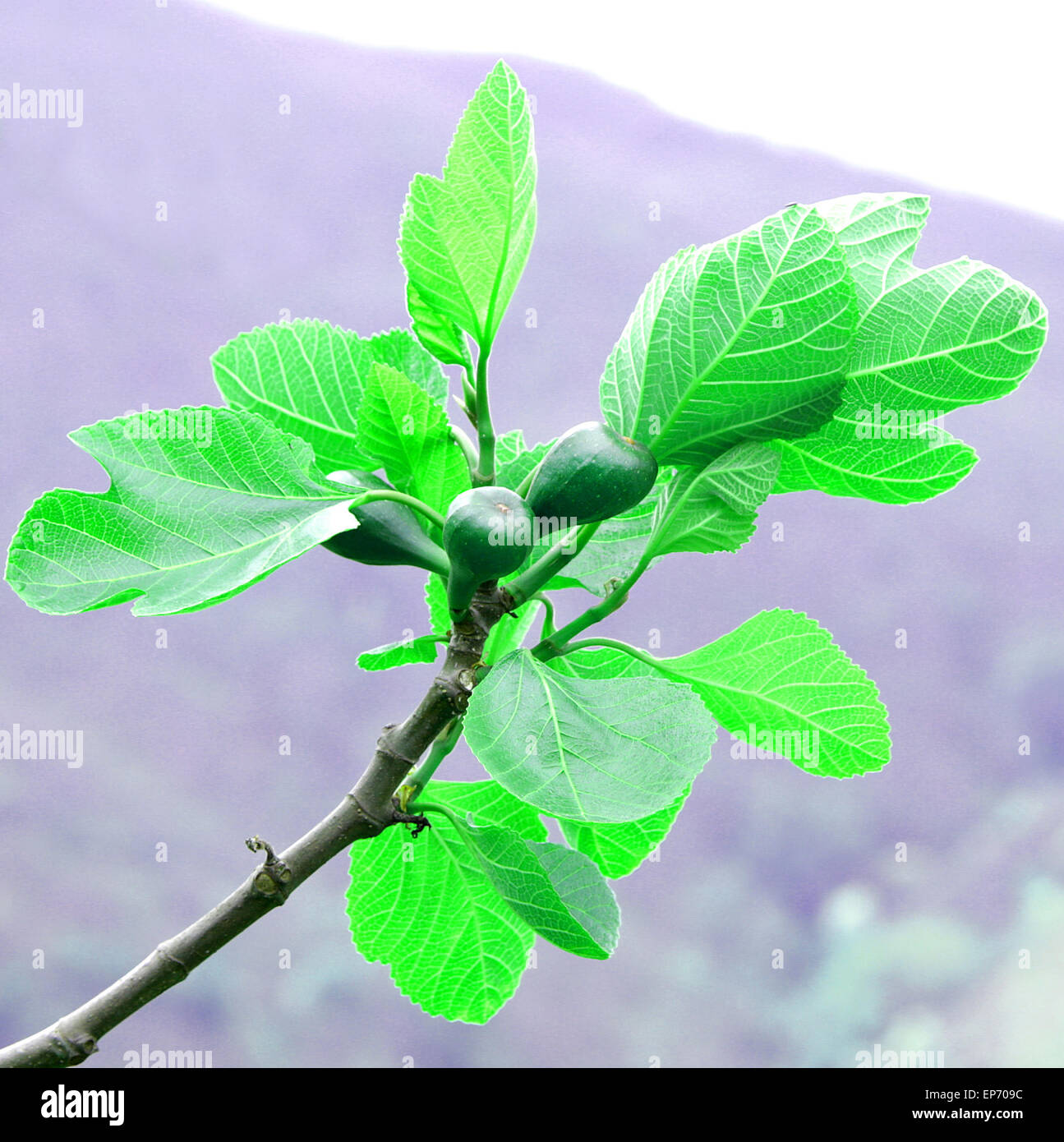 Common fig tree hi-res stock photography and images - Alamy
