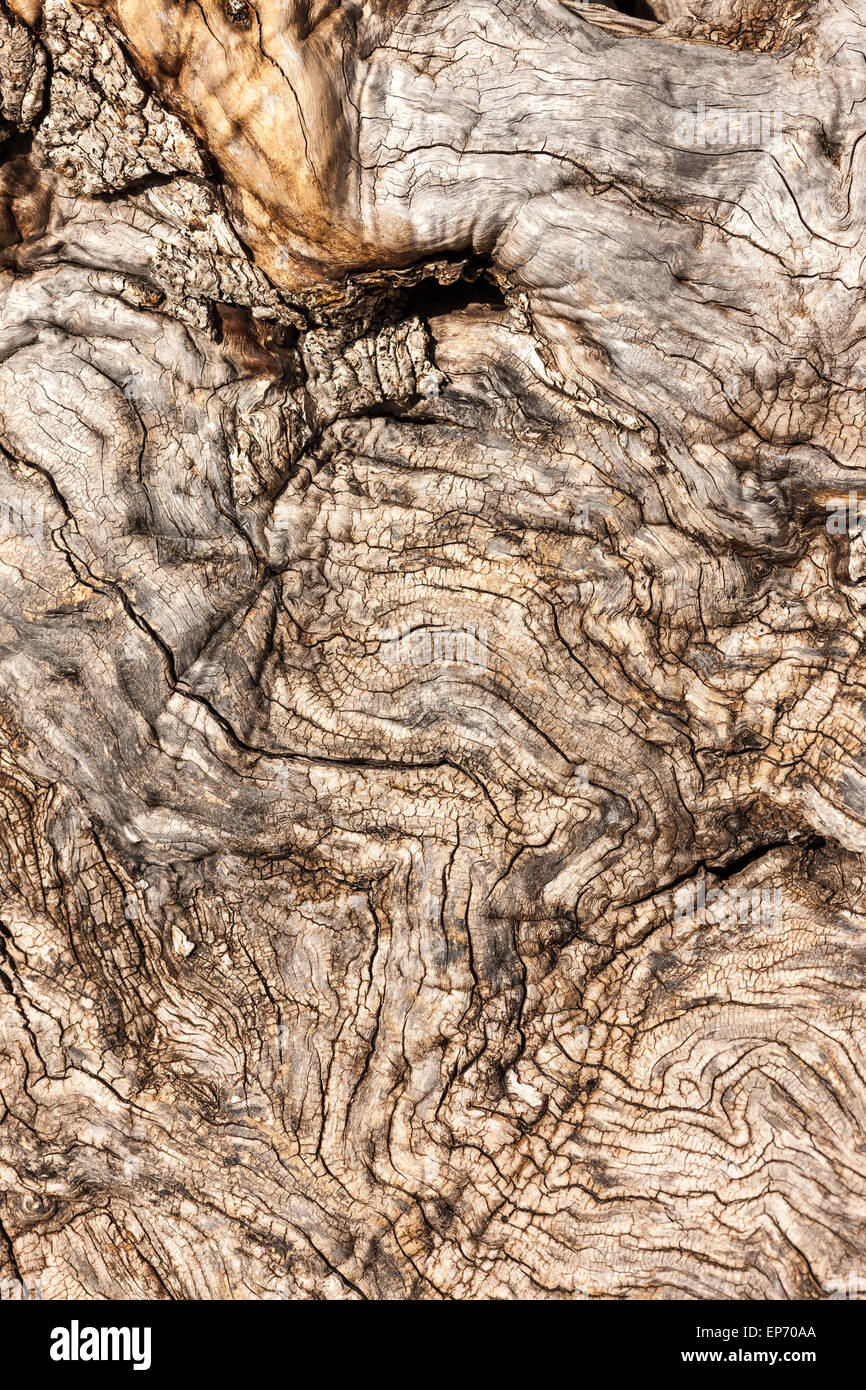 natural tree bark Stock Photo - Alamy