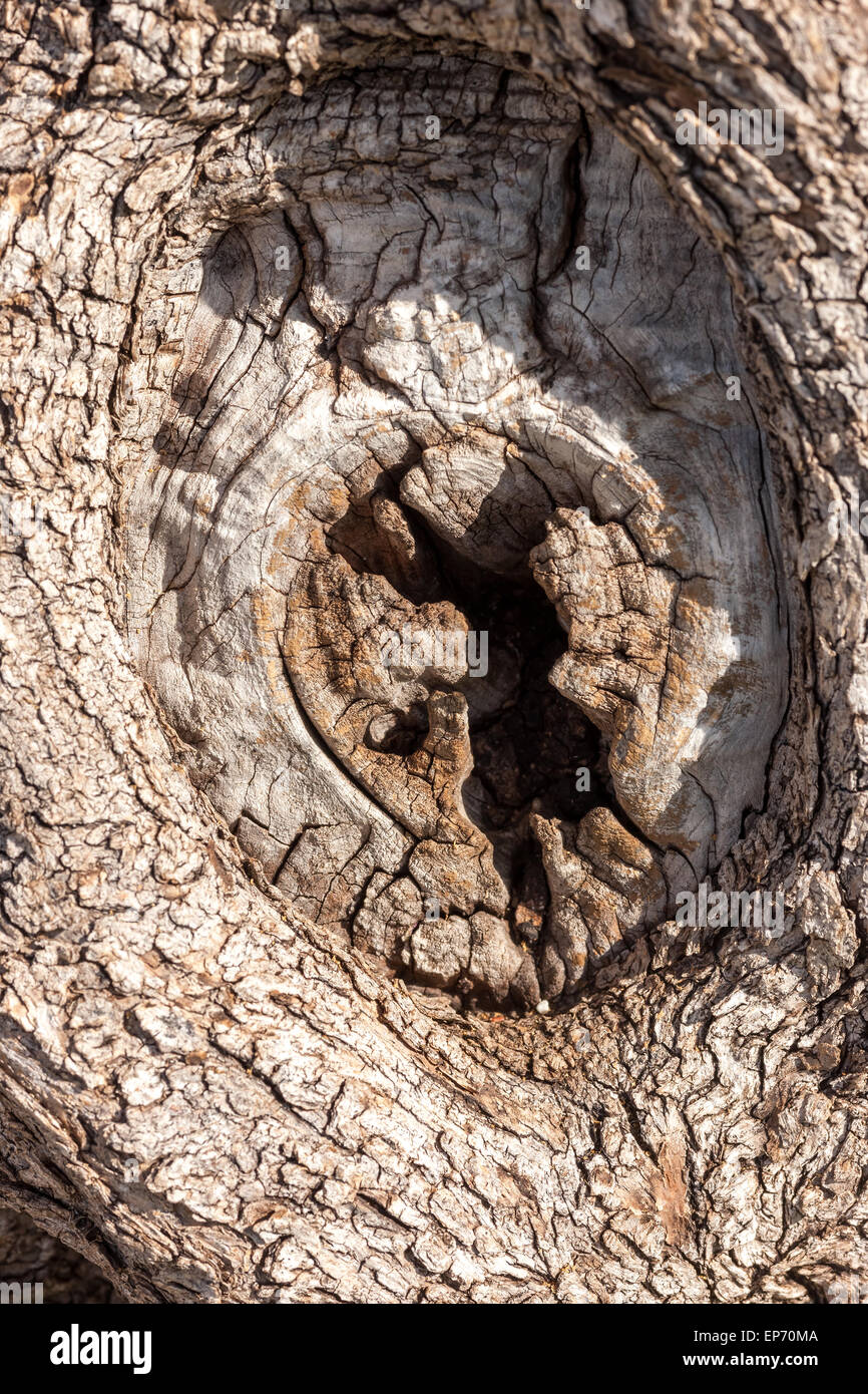 natural tree bark Stock Photo - Alamy