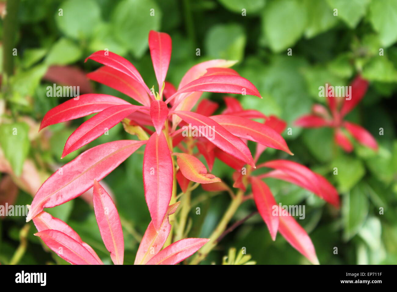 Peris japonica hi-res stock photography and images - Alamy