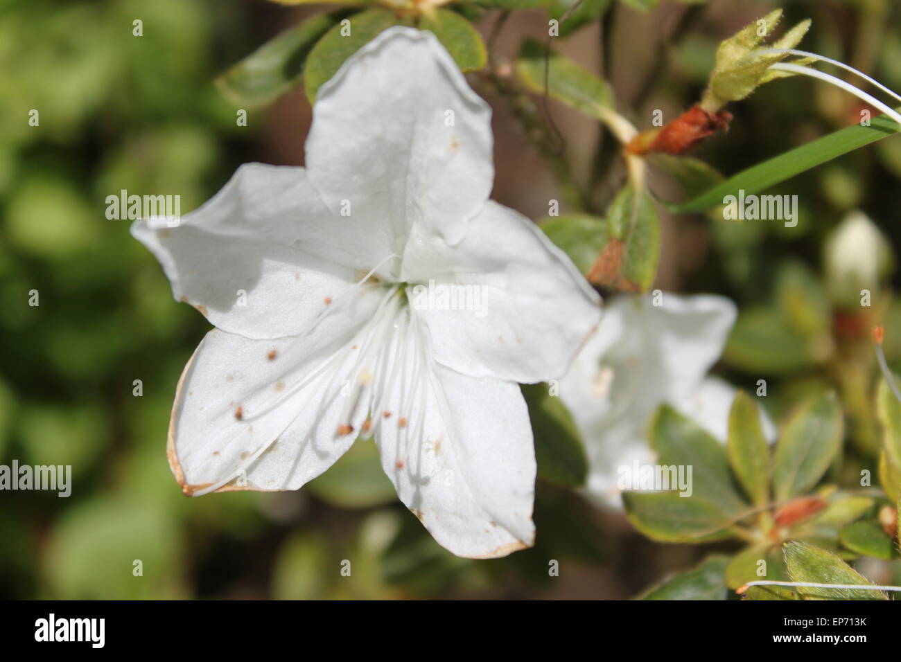Rhododendron simsii Planch.Azalea Stock Photo - Alamy