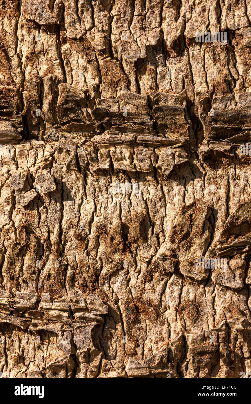 natural tree bark Stock Photo - Alamy