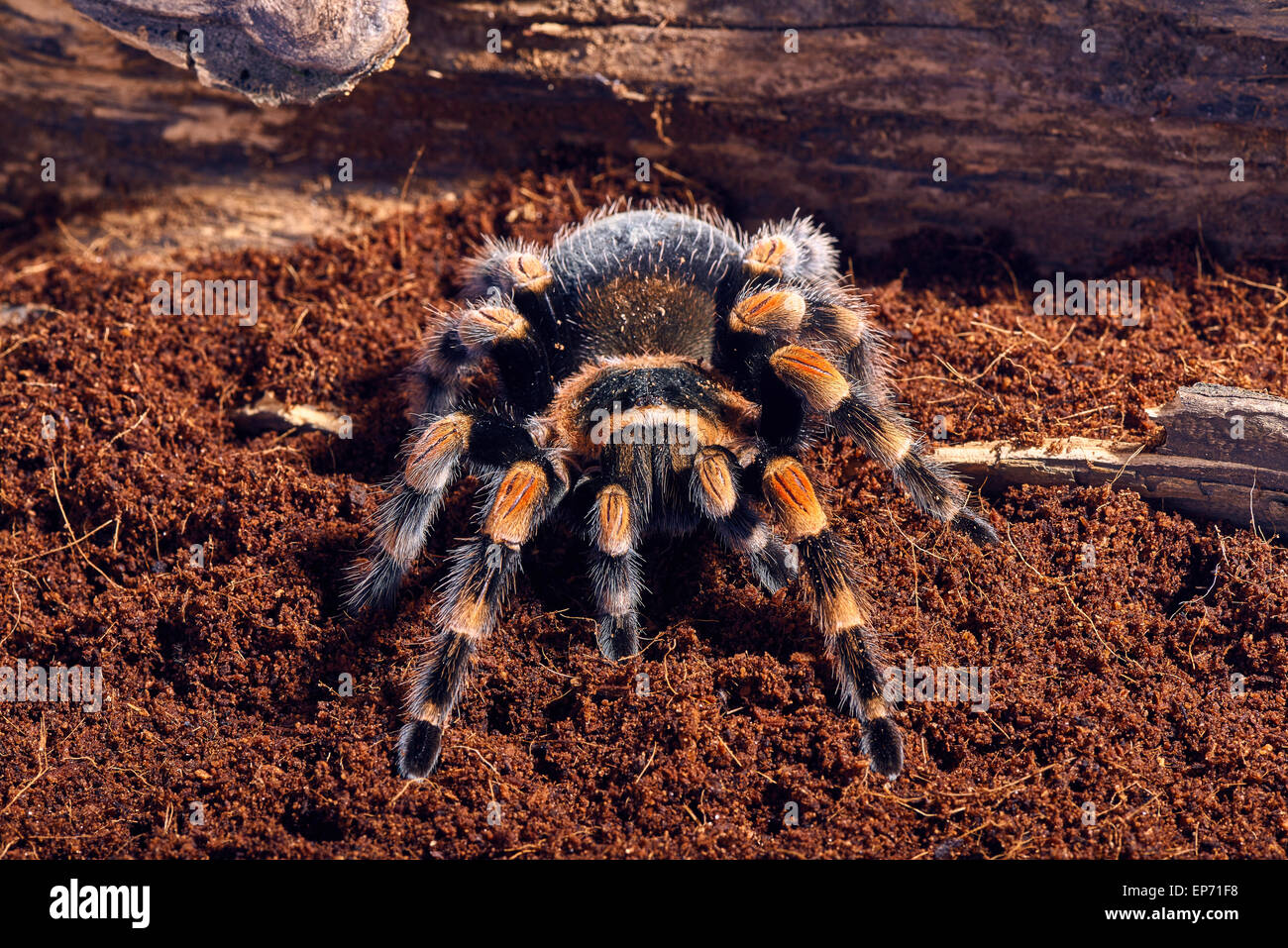 Mexican red knee tarantula Stock Photo - Alamy