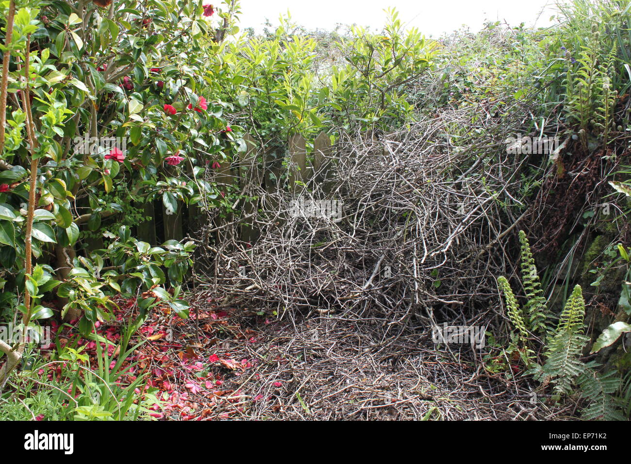 Vegetal twig hi-res stock photography and images - Alamy