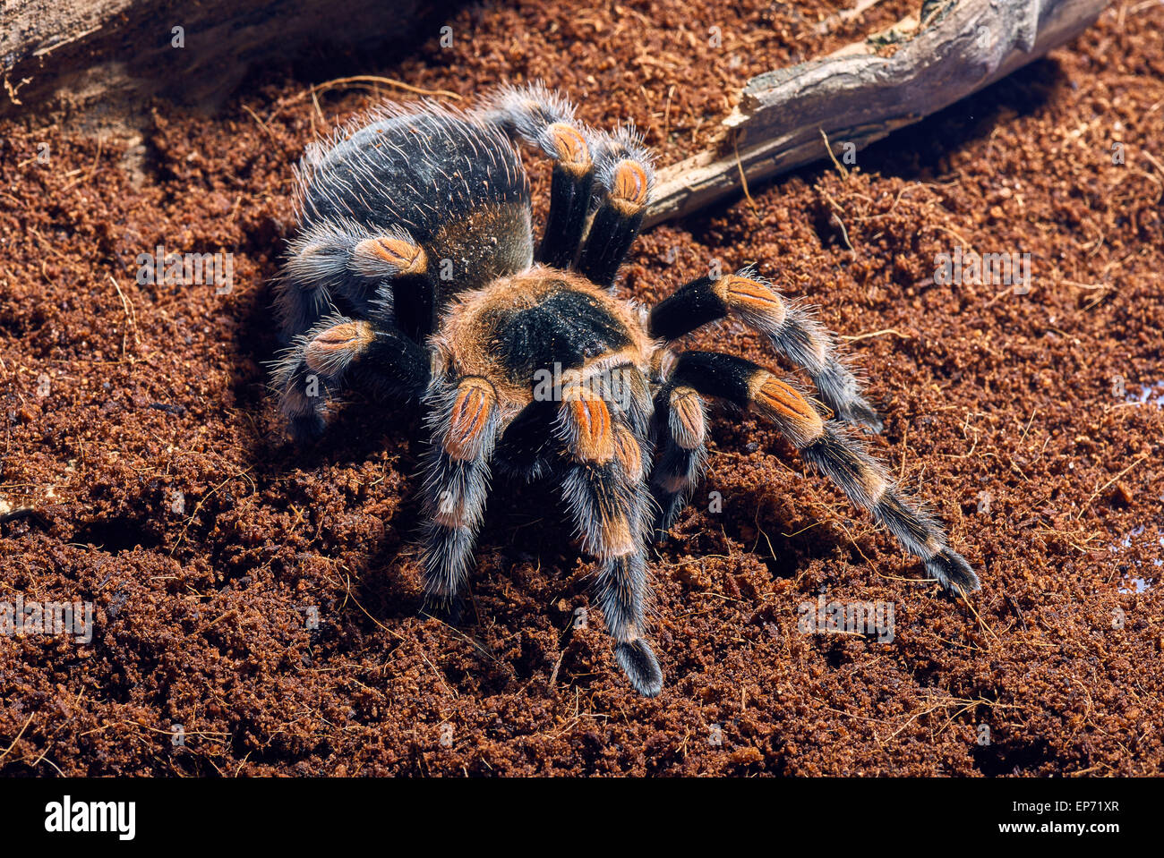 Mexican red knee tarantula Stock Photo - Alamy