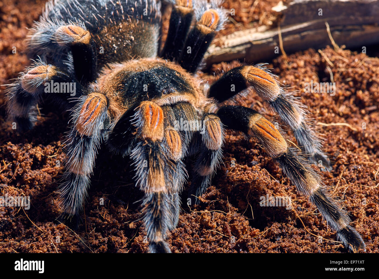 Mexican red knee tarantula Stock Photo - Alamy