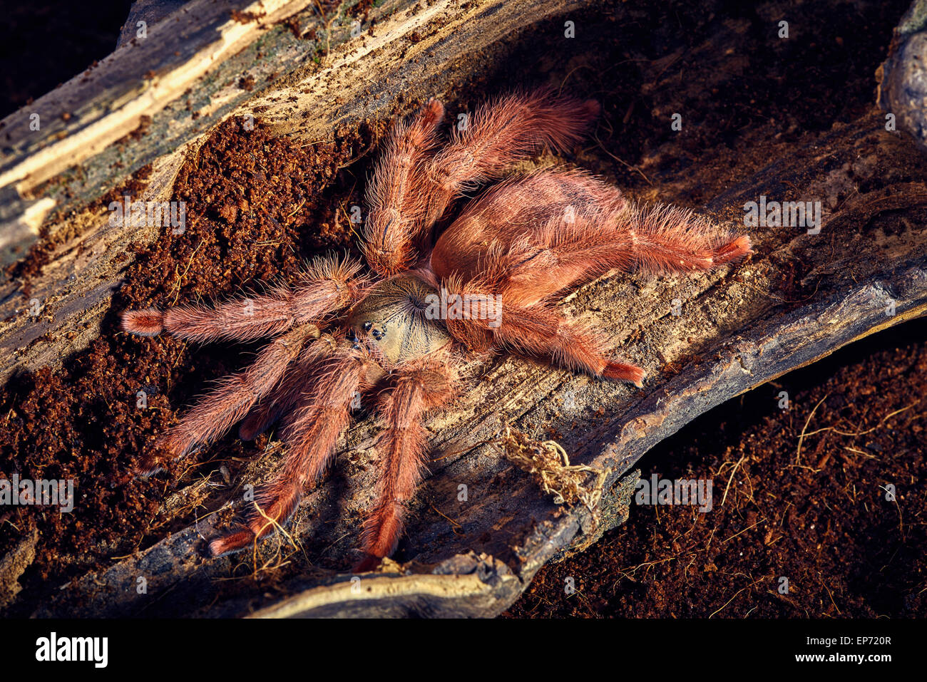 tarantula Tapinauchenius gigas Stock Photo - Alamy