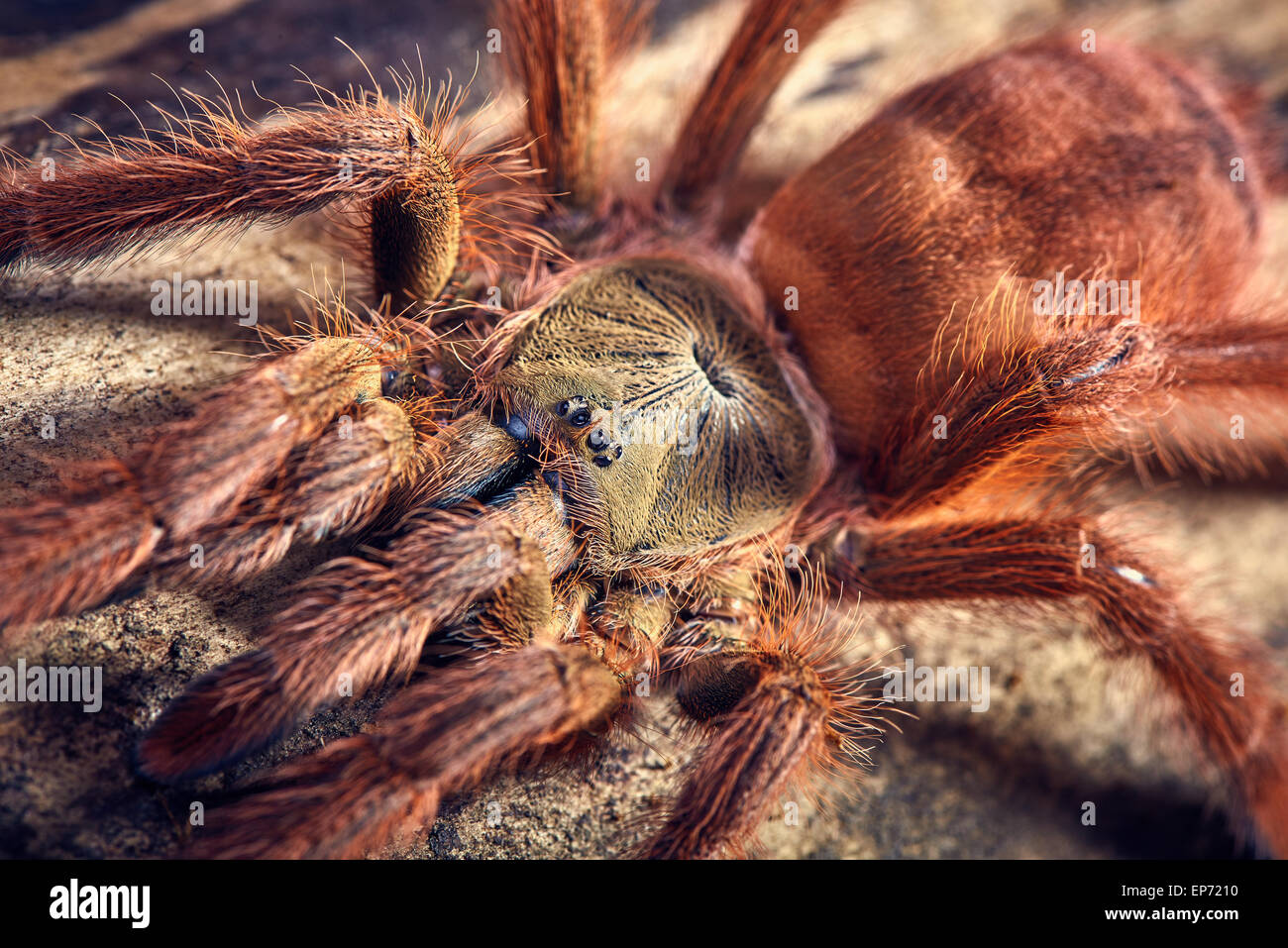 Nepila hi-res stock photography and images - Alamy