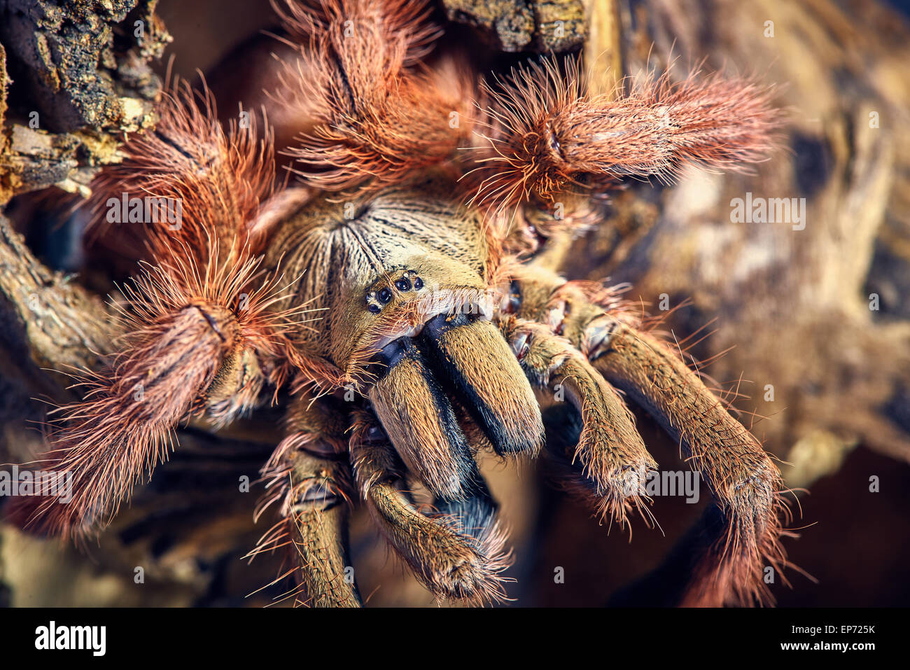 tarantula Tapinauchenius gigas Stock Photo - Alamy