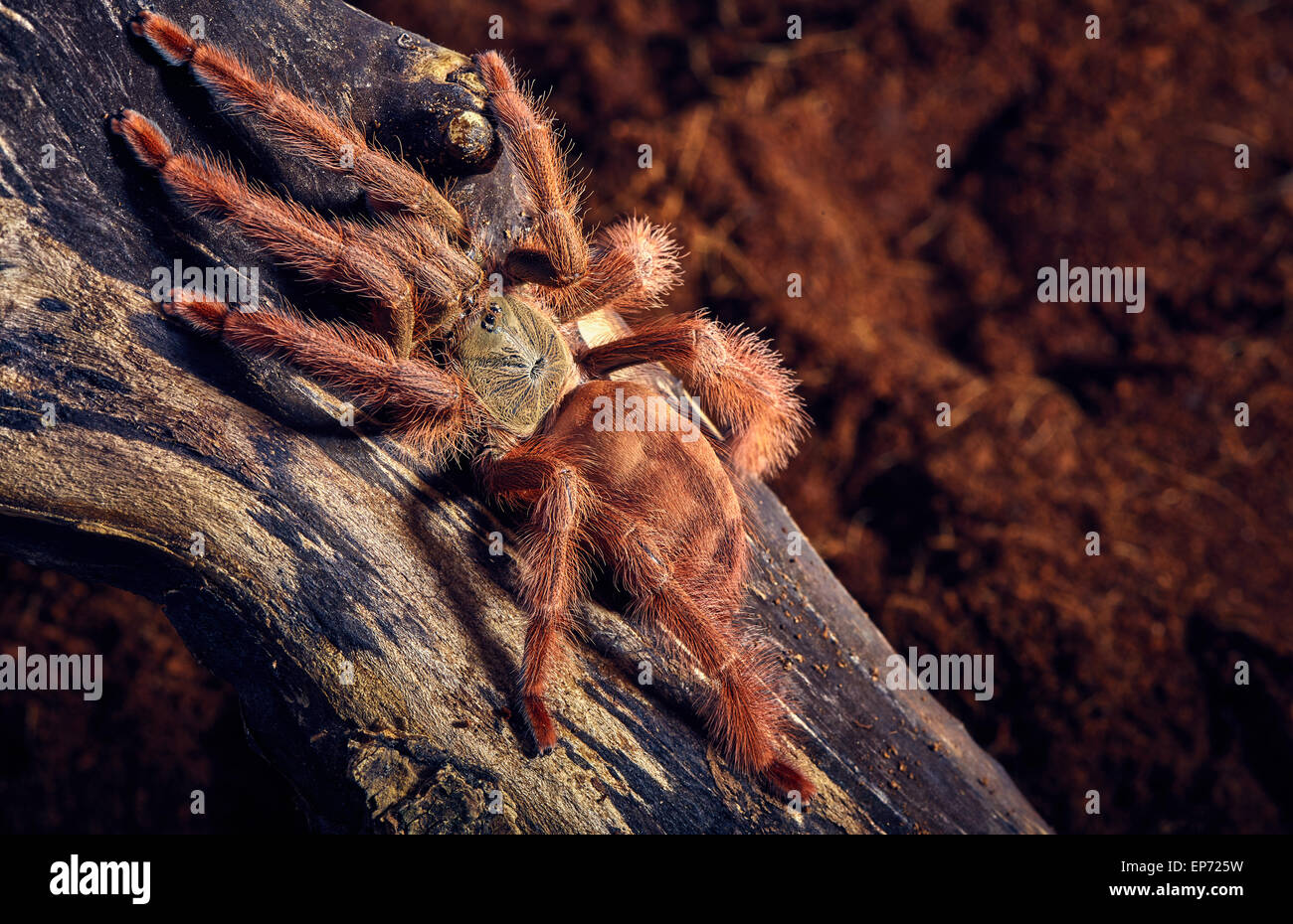 tarantula Tapinauchenius gigas Stock Photo - Alamy
