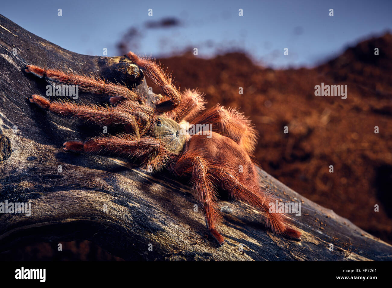 tarantula Tapinauchenius gigas Stock Photo - Alamy