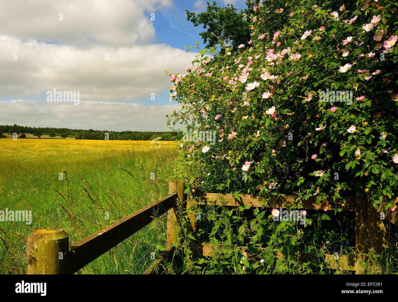 Meadow roses hi-res stock photography and images - Alamy