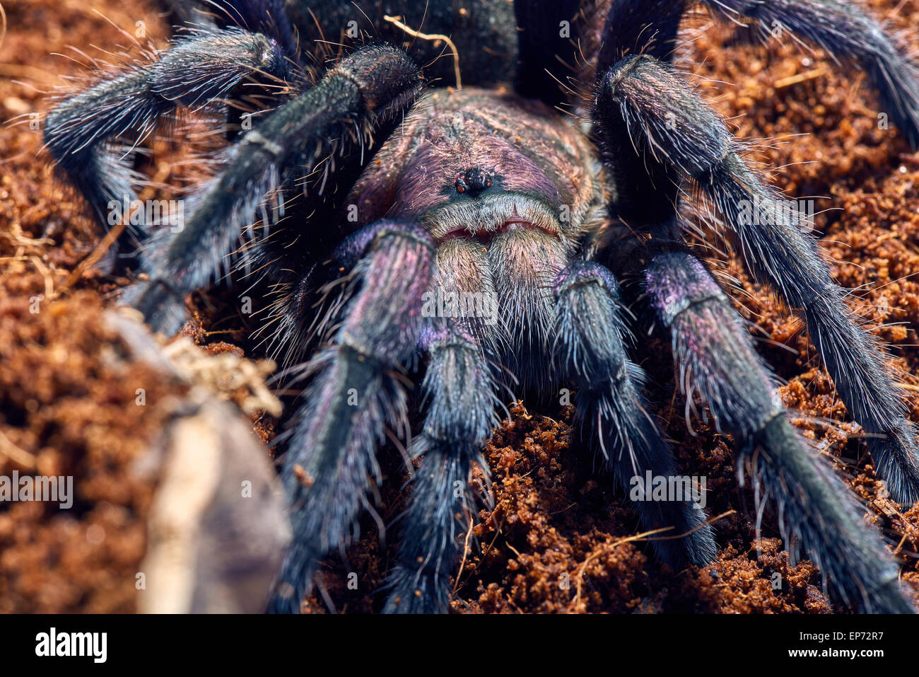 tarantula Phormictopus sp purple Stock Photo - Alamy