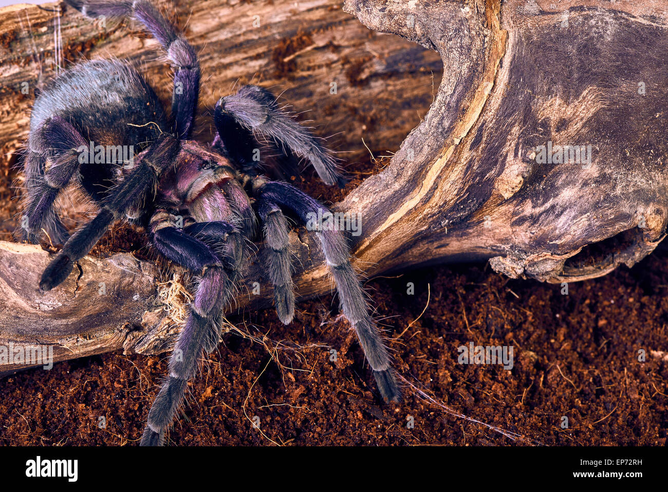 tarantula Phormictopus sp purple Stock Photo - Alamy
