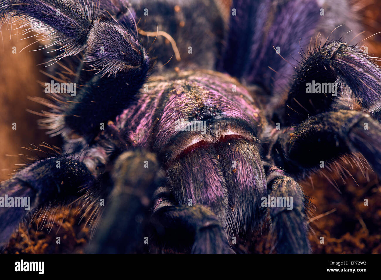 tarantula Phormictopus sp purple Stock Photo - Alamy