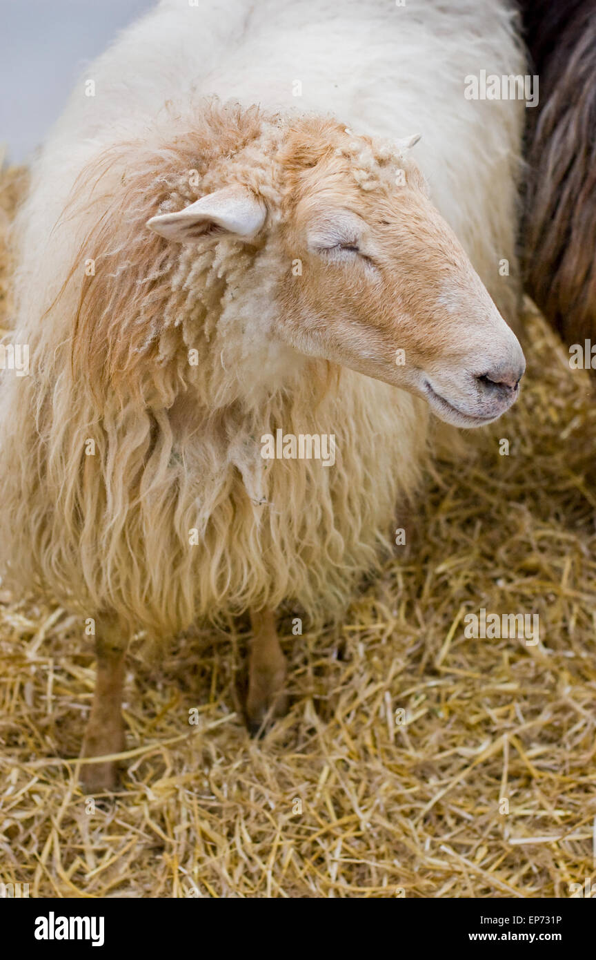 Typical Lacha sheep of Basque Country (Northern Spain Stock Photo - Alamy