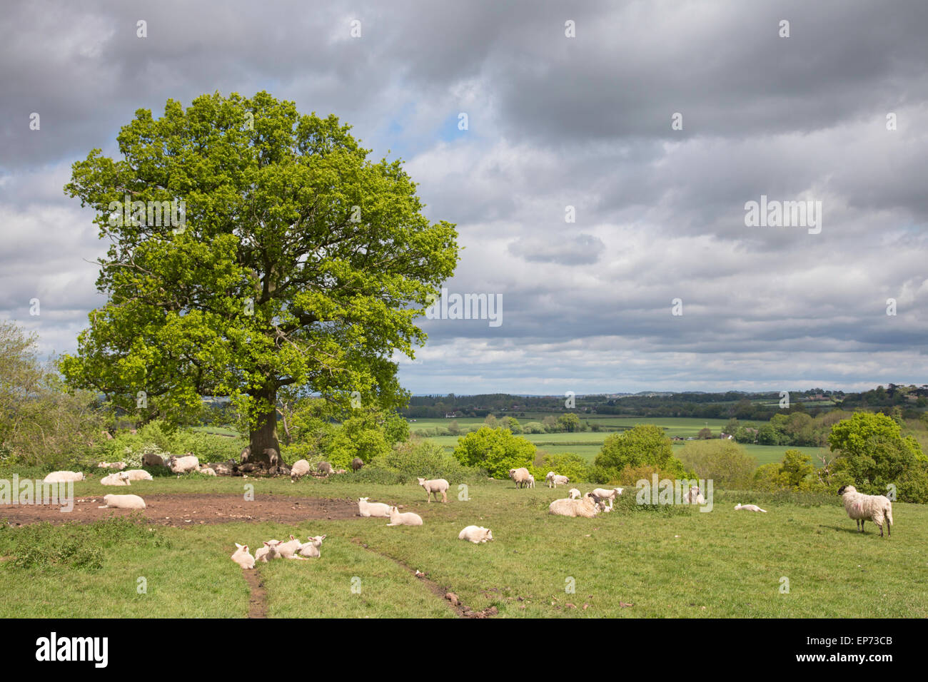 Ewe tree hi-res stock photography and images - Alamy