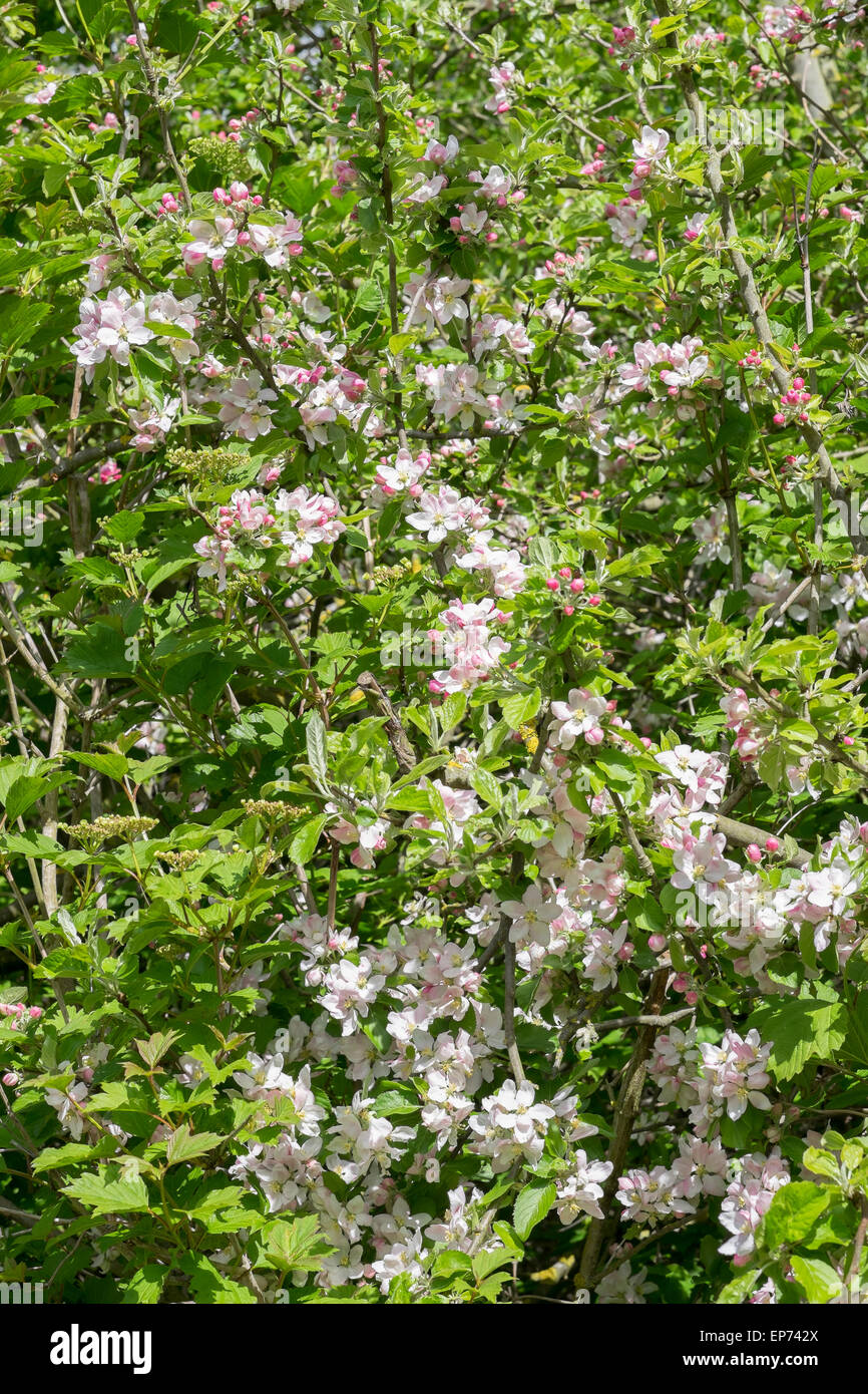 Crab apple tree hi-res stock photography and images - Alamy