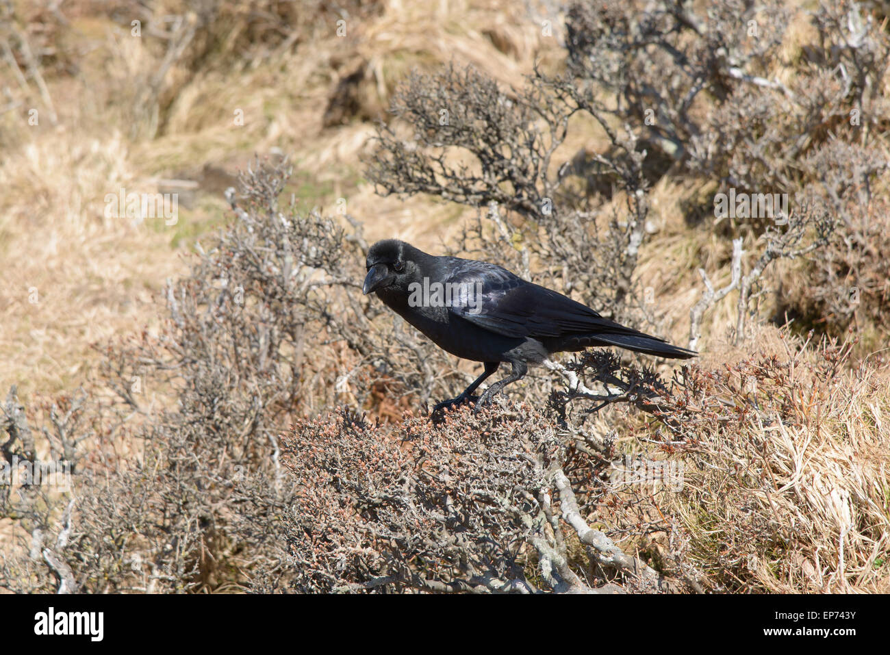 Craw hi-res stock photography and images - Alamy