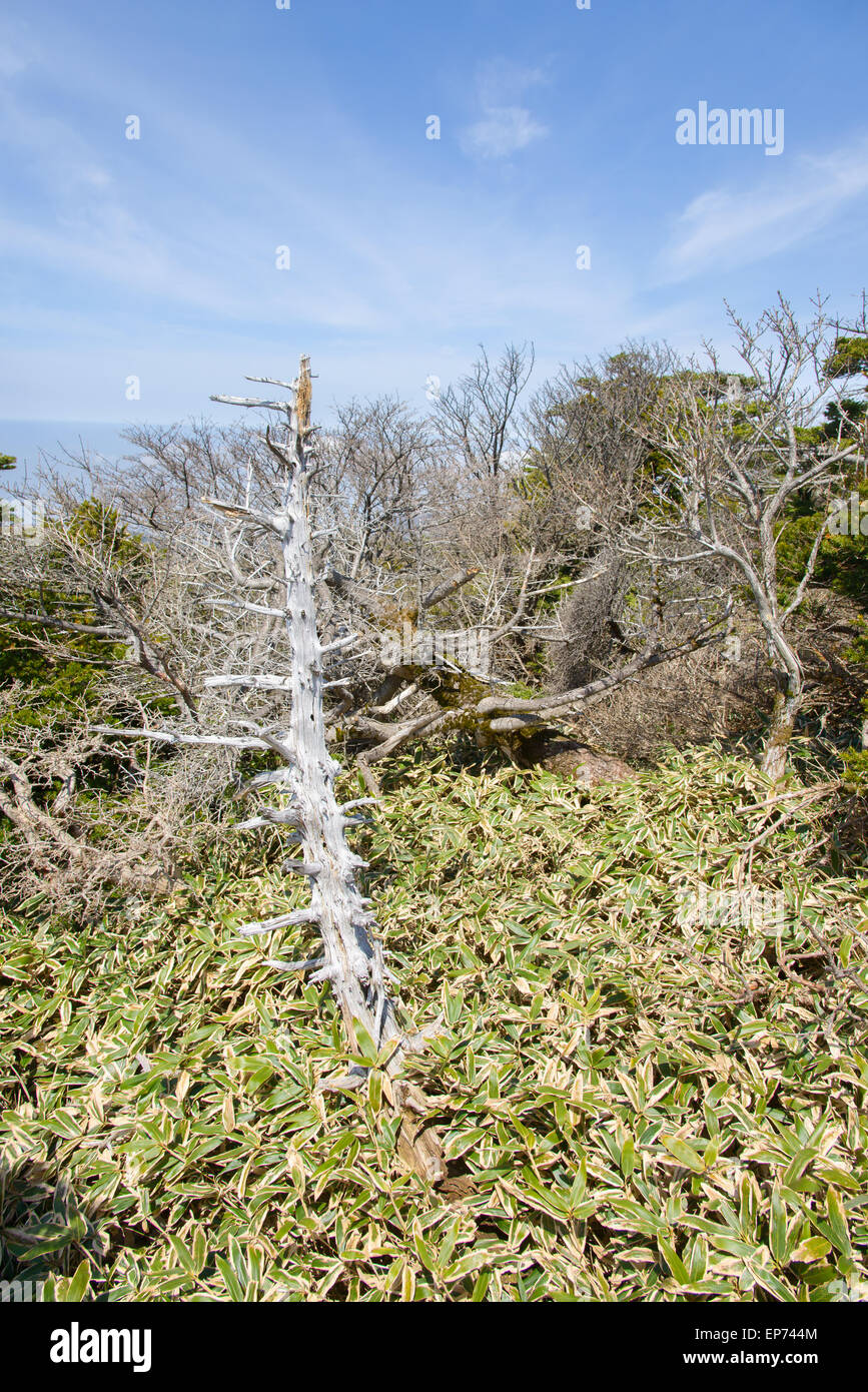 White dead Yew trees, View from Yeongsil Trail course in Hallasan ...